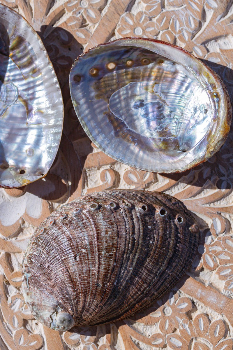 Abalone Shell – Selene Stone